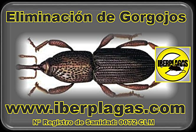 Iberplagas - Gorgojos